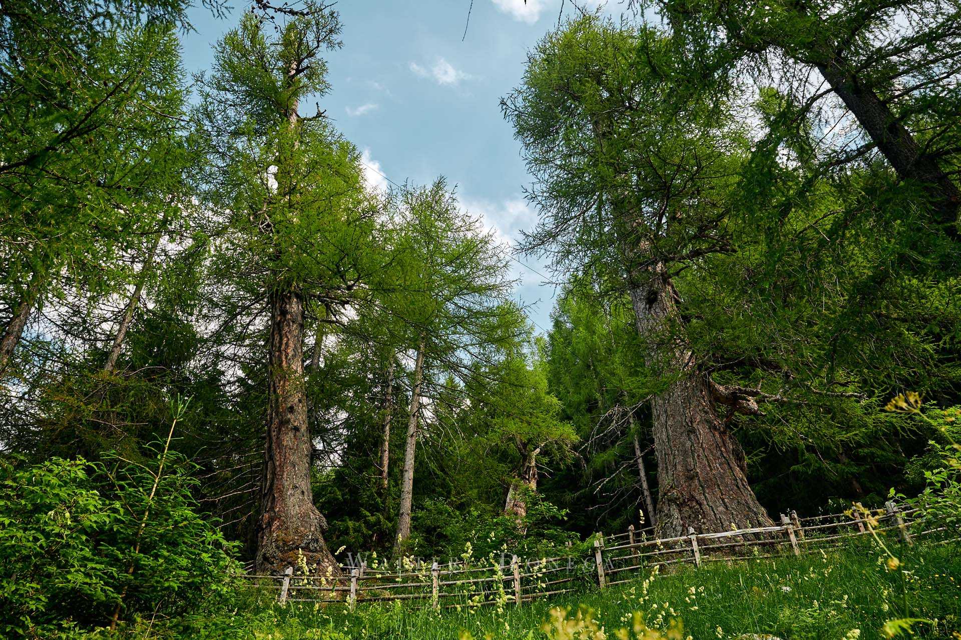 I larici millenari della Val d’Ultimo – GetOutside