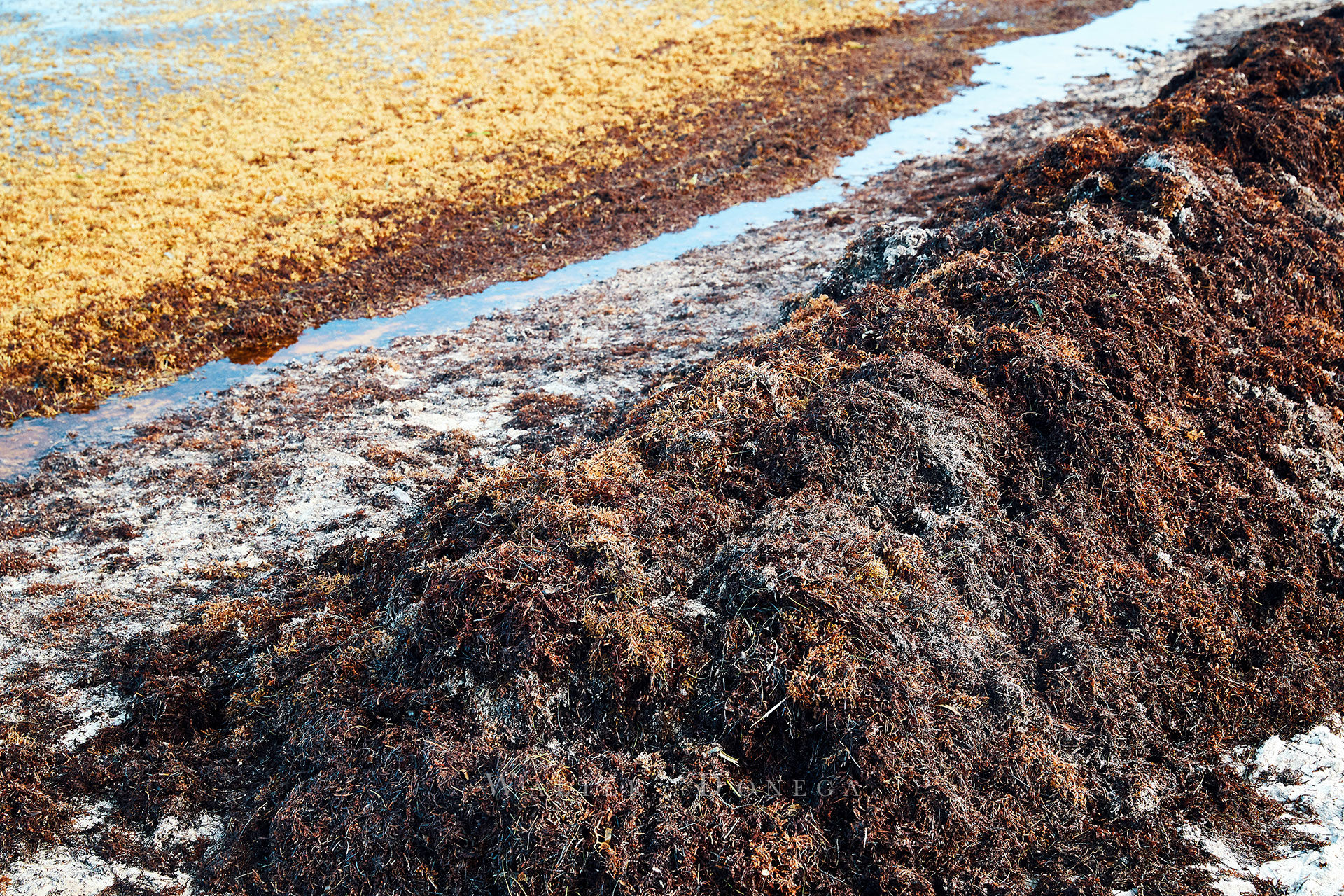 Situazione Sargasso in Messico - Foto e racconto